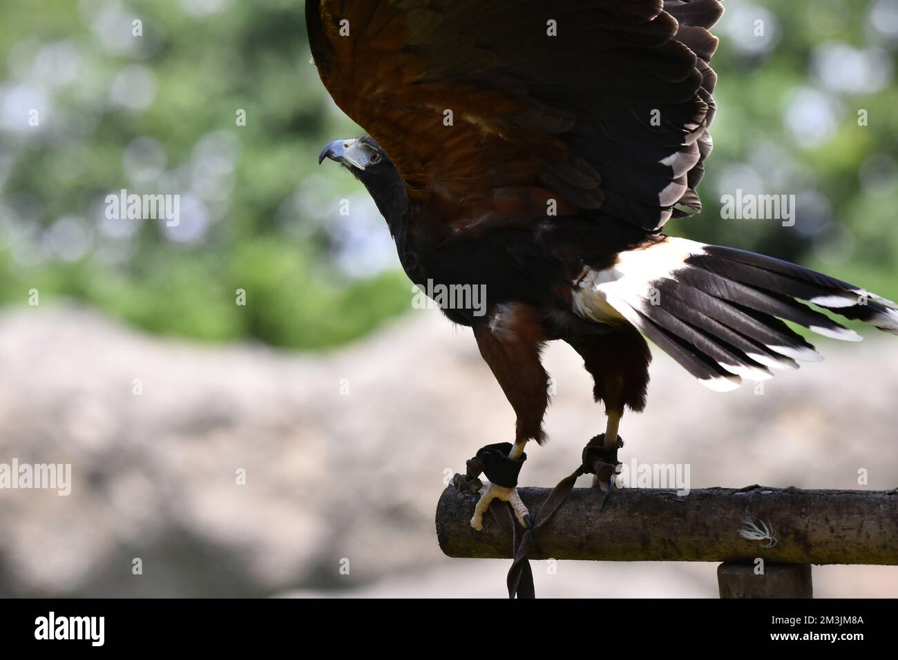 A Red Tail Hawk species seen in its habitat during a species ...