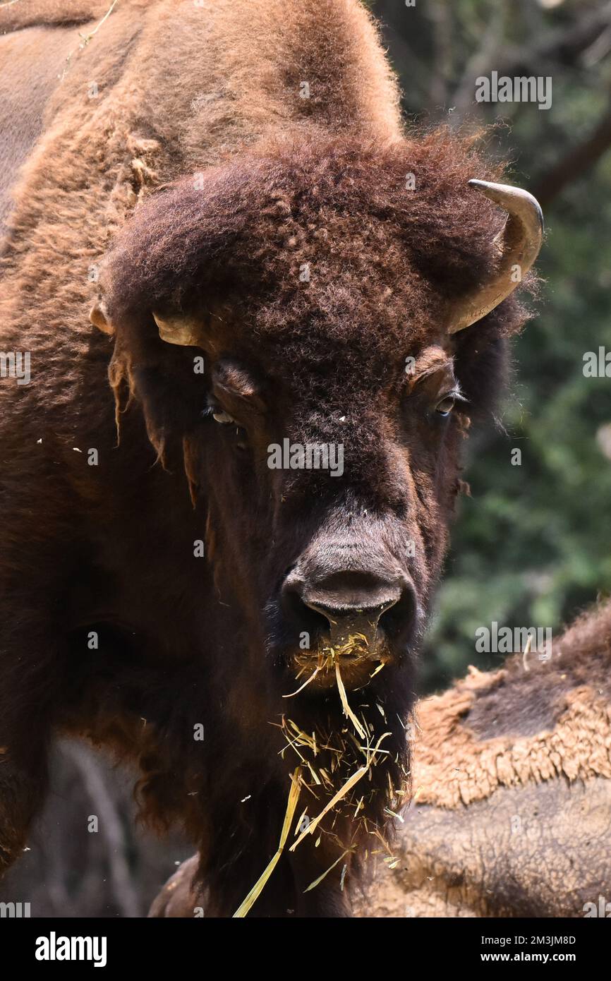MEXICO CITY, MEXICO - AUGUST 15: An American Bison species seen in its ...
