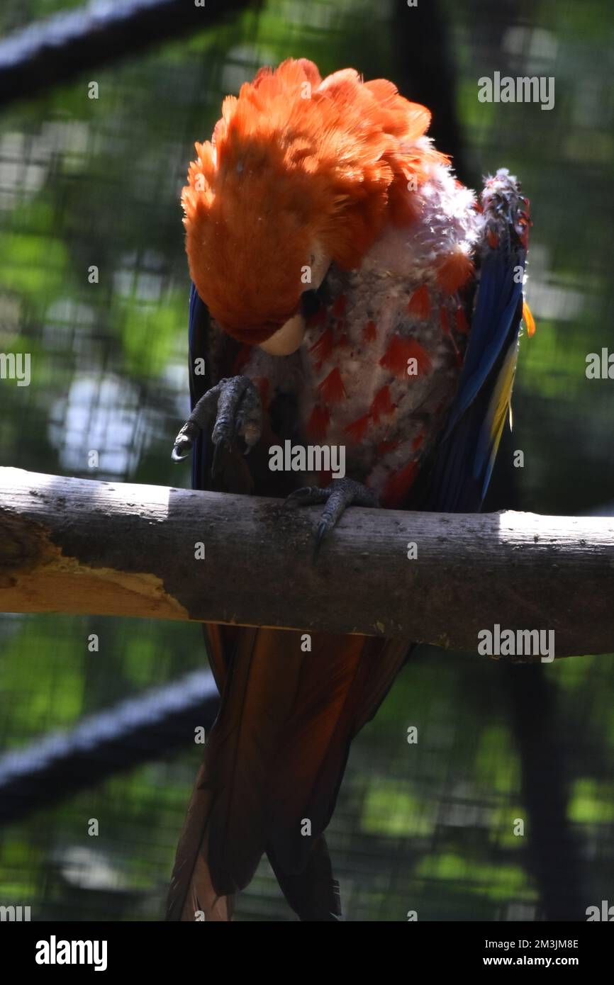 MEXICO CITY, MEXICO - AUGUST 15: A Red Macaw species seen in its ...