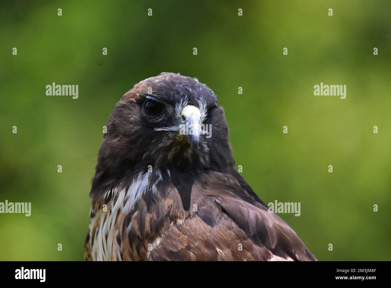 A Red Tail Hawk species seen in its habitat during a species ...