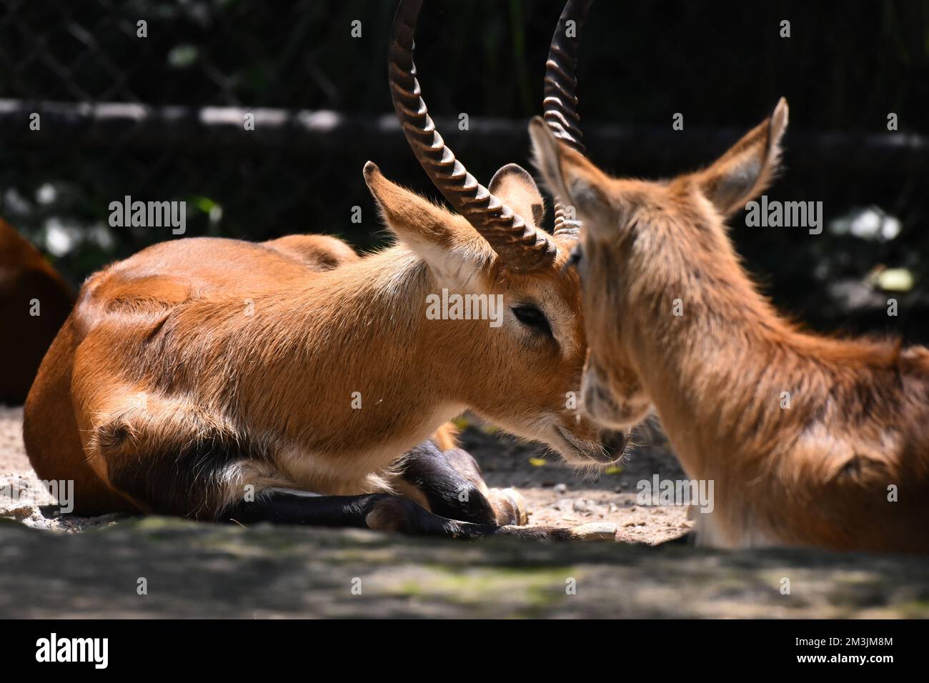 A Impala species seen in its habitat during a species conservation ...