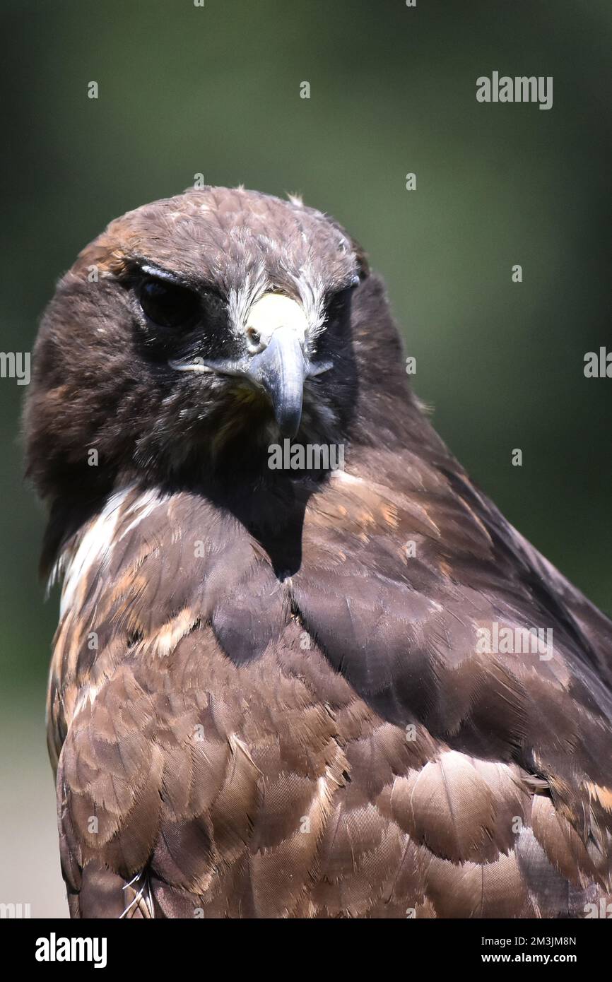 A Red Tail Hawk species seen in its habitat during a species ...