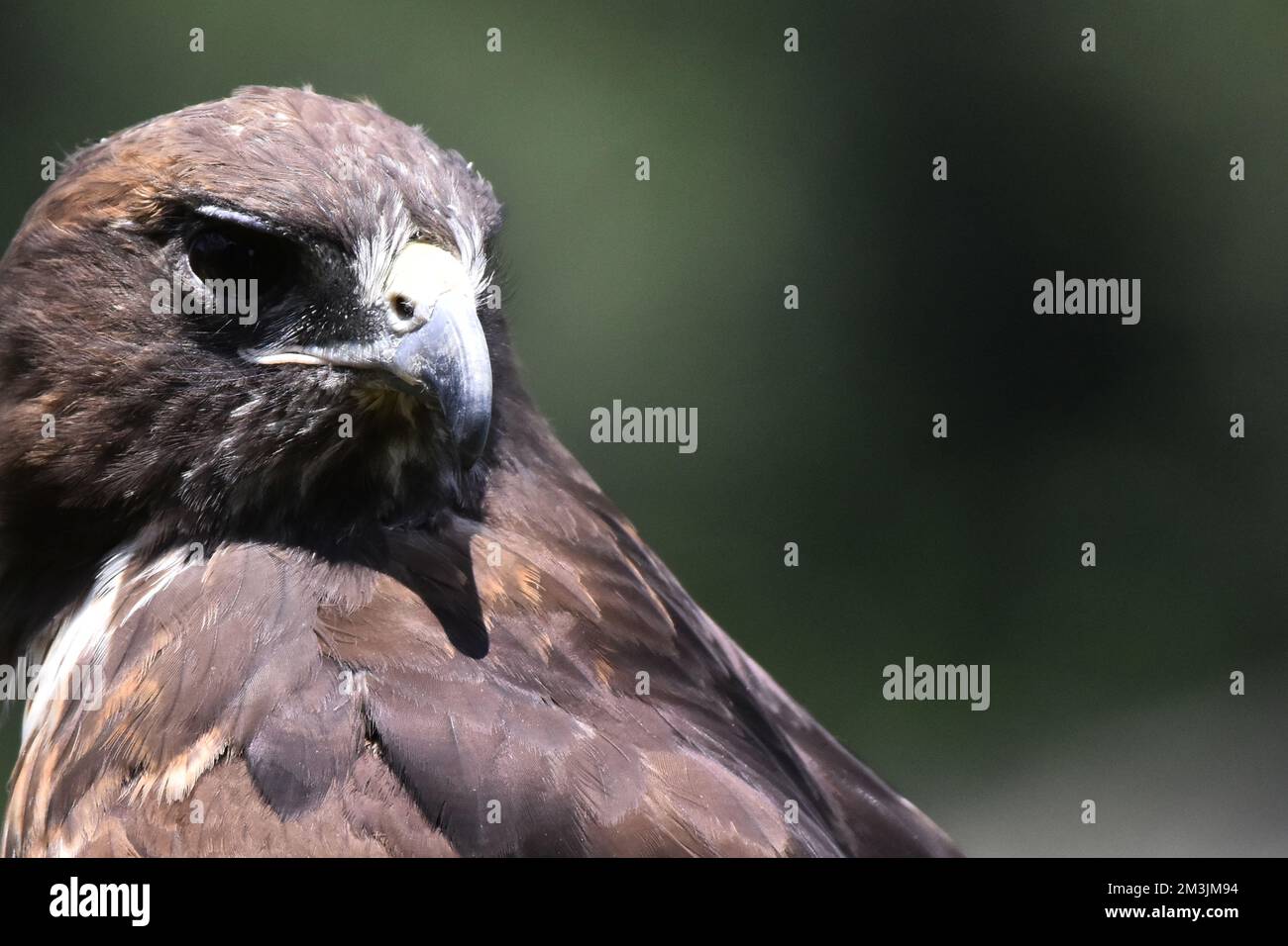 A Red Tail Hawk species seen in its habitat during a species ...
