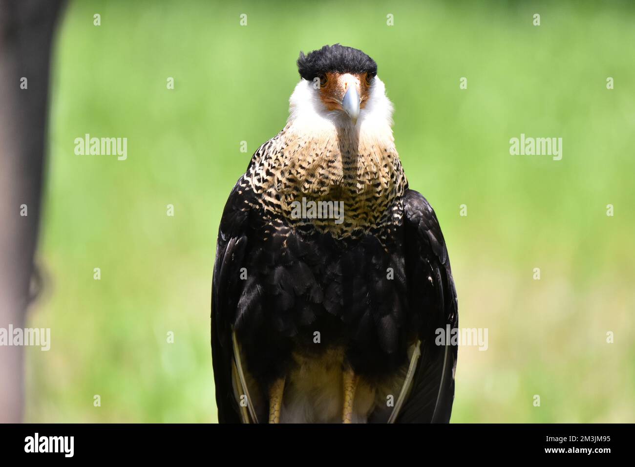 A Eagle Face Face species seen in its habitat during a species ...