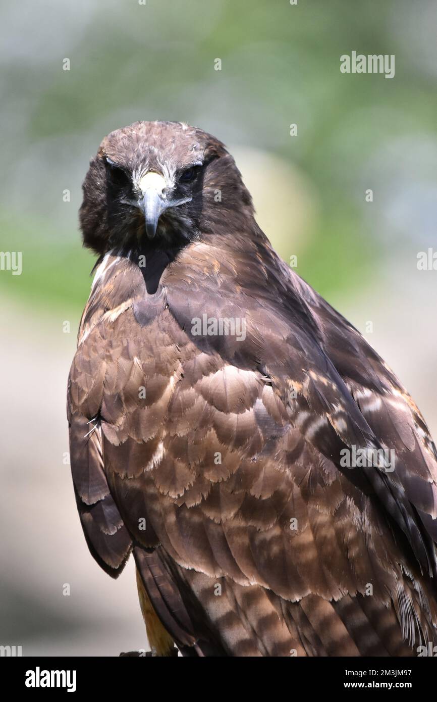 A Red Tail Hawk species seen in its habitat during a species ...