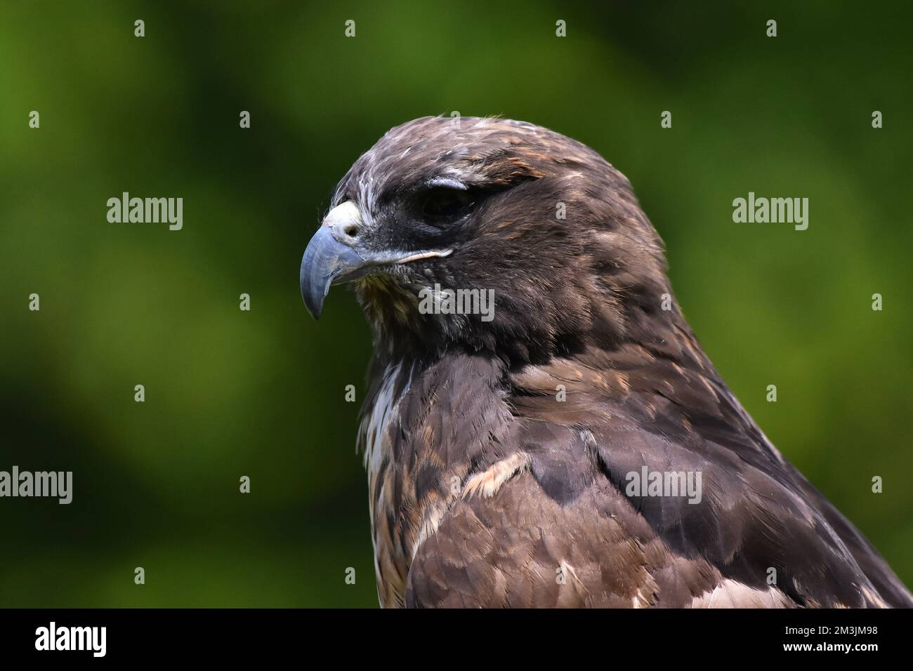 A Red Tail Hawk species seen in its habitat during a species ...