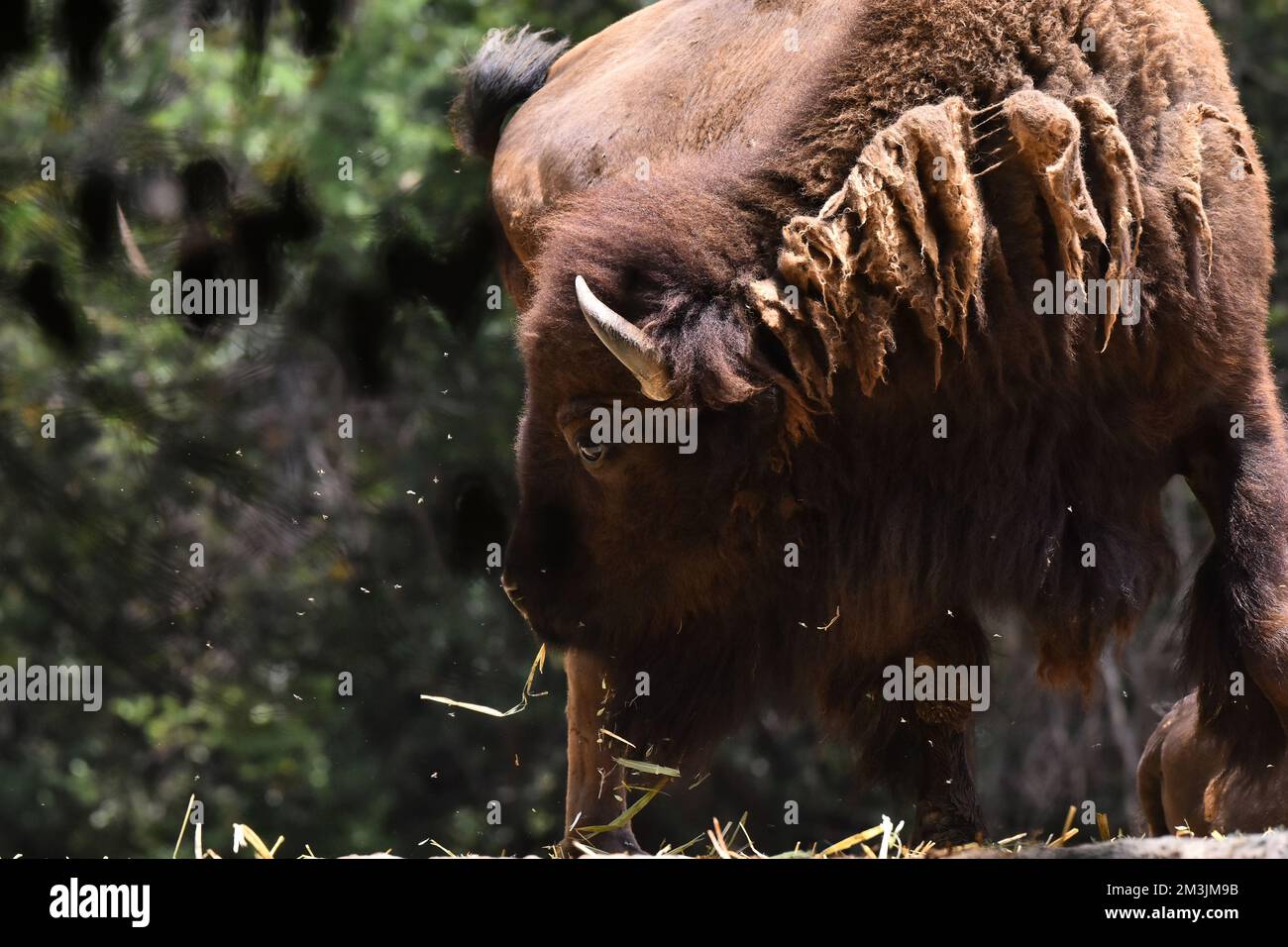 MEXICO CITY, MEXICO - AUGUST 15: An American Bison species seen in its ...