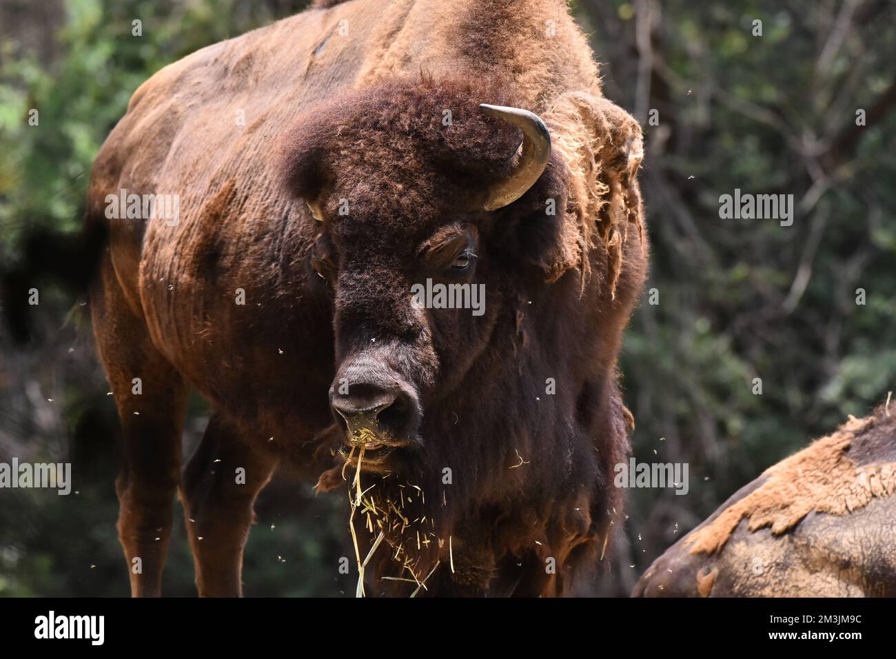 MEXICO CITY, MEXICO - AUGUST 15: An American Bison species seen in its ...