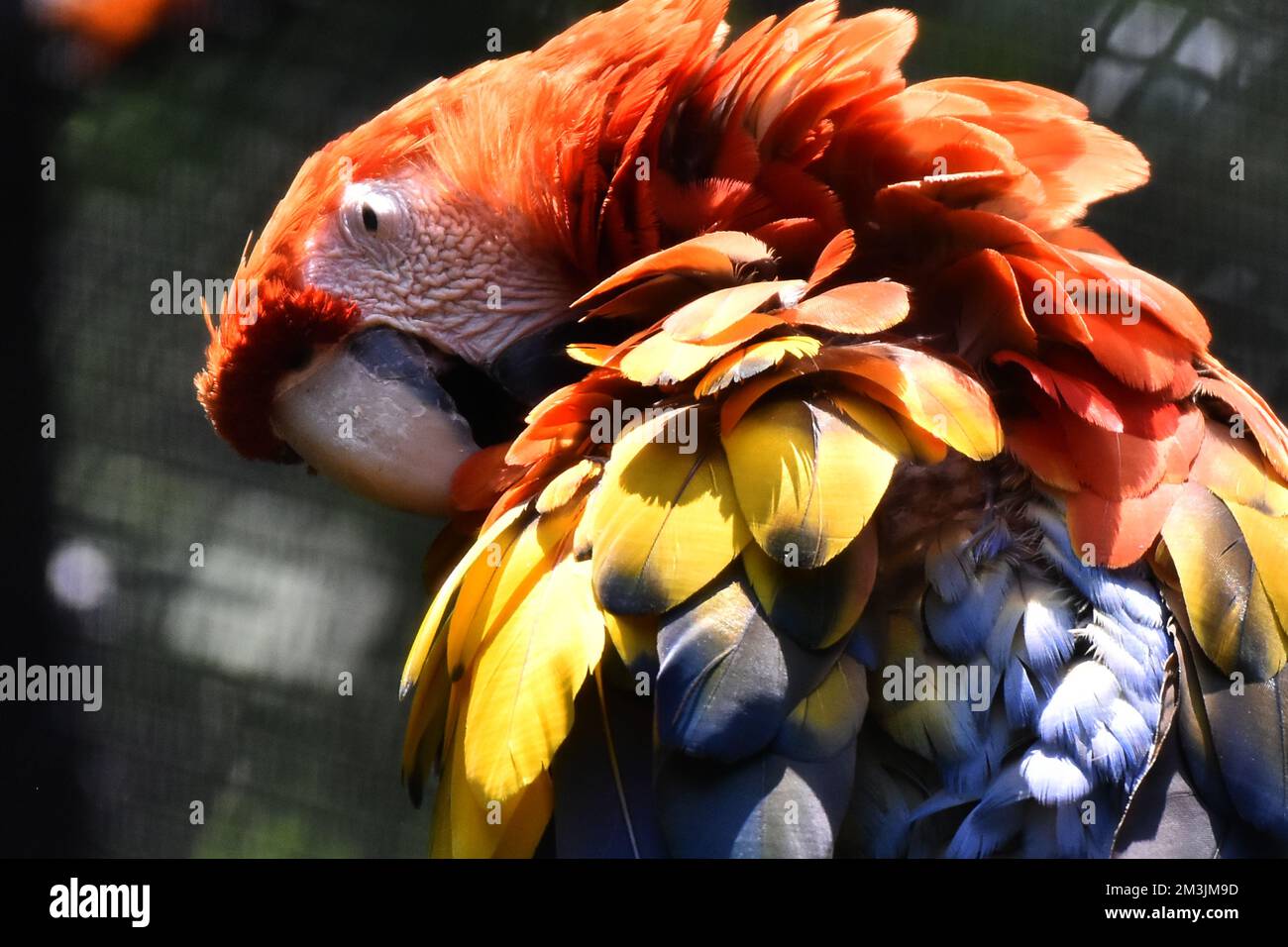 MEXICO CITY, MEXICO - AUGUST 15: A Red Macaw species seen in its ...