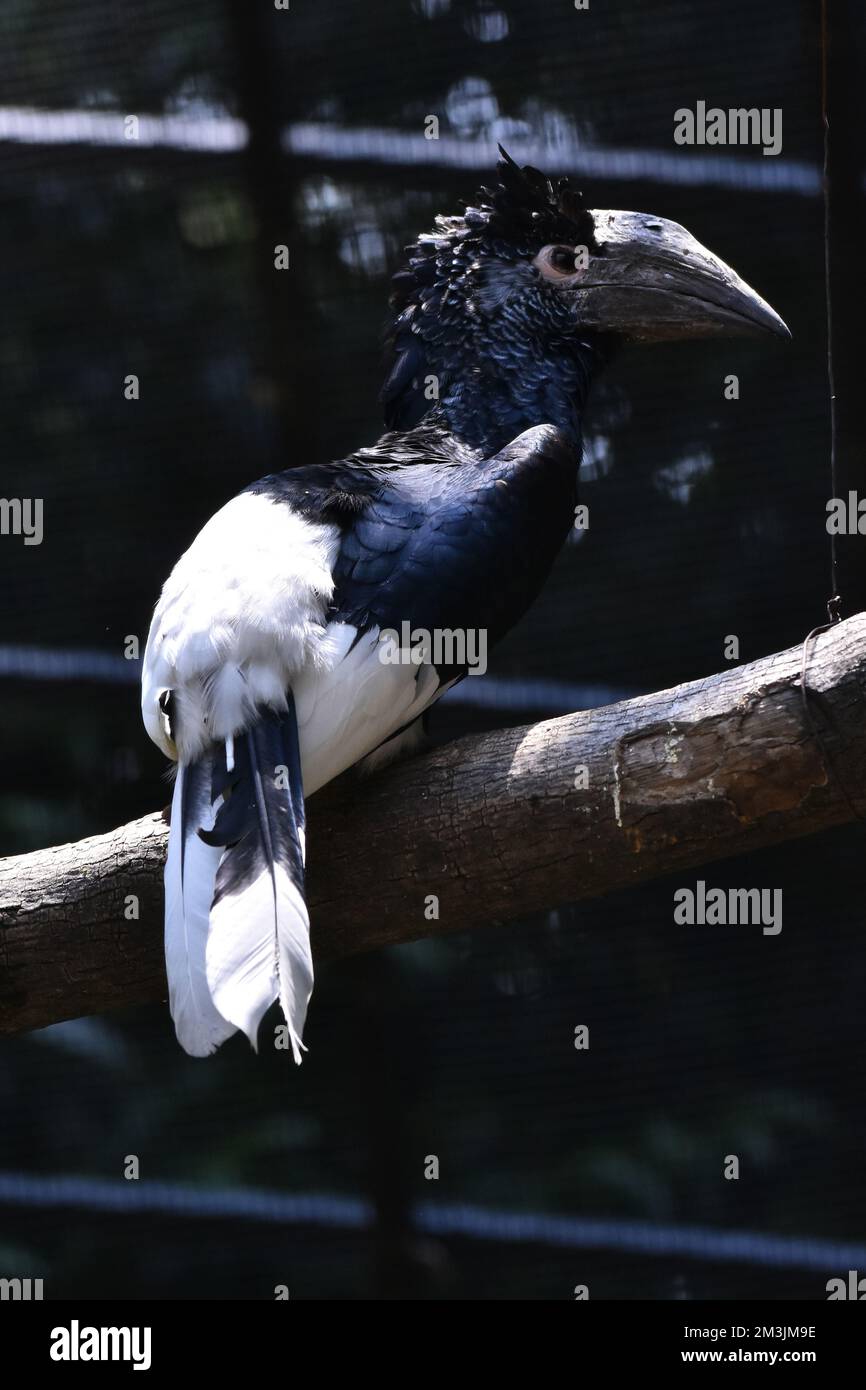 MEXICO CITY, MEXICO - AUGUST 15: A White-crested Hornbill species seen ...