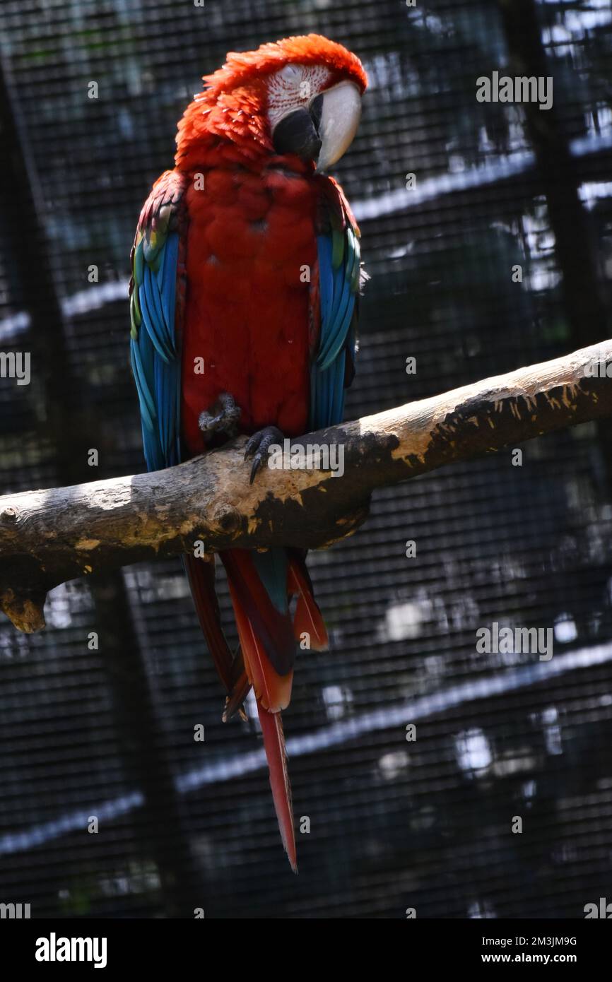 MEXICO CITY, MEXICO - AUGUST 15: A Red Macaw species seen in its ...