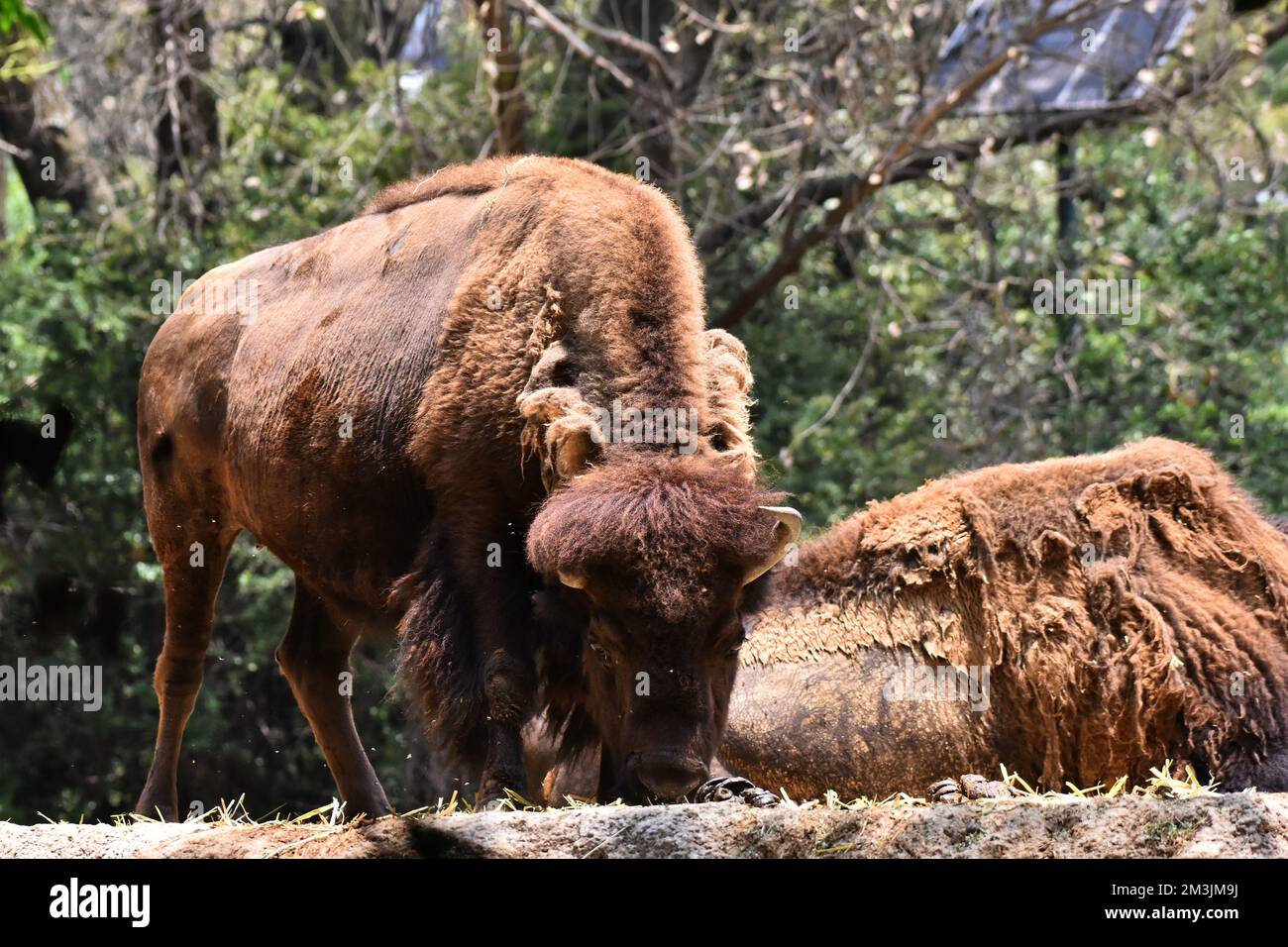 MEXICO CITY, MEXICO - AUGUST 15: An American Bison species seen in its ...