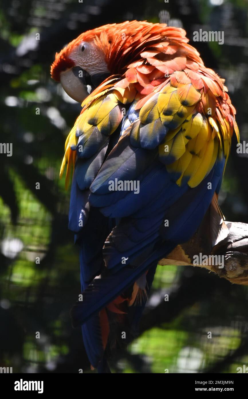 MEXICO CITY, MEXICO - AUGUST 15: A Red Macaw species seen in its ...