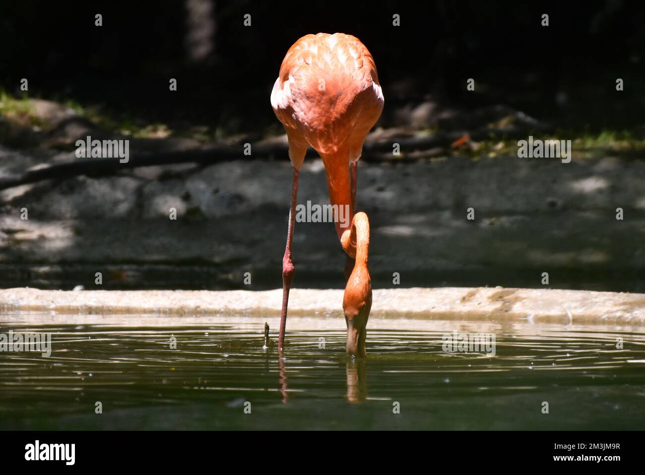 A Greater Flamingos species seen in its habitat during a species ...