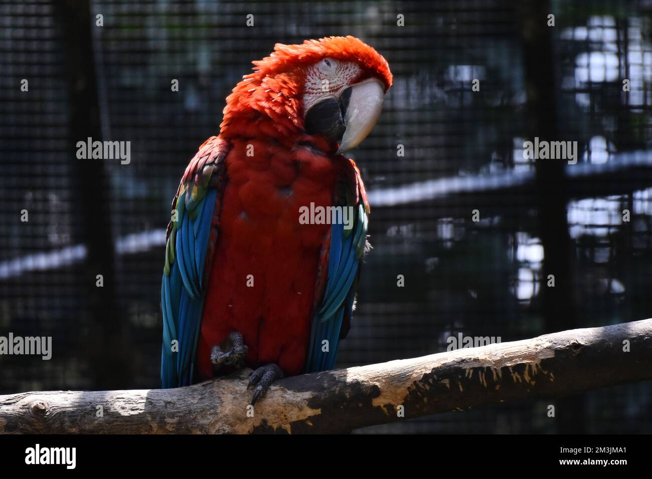 MEXICO CITY, MEXICO - AUGUST 15: A Red Macaw species seen in its ...