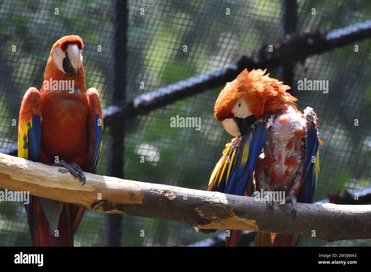 MEXICO CITY, MEXICO - AUGUST 15: A Red Macaw species seen in its ...