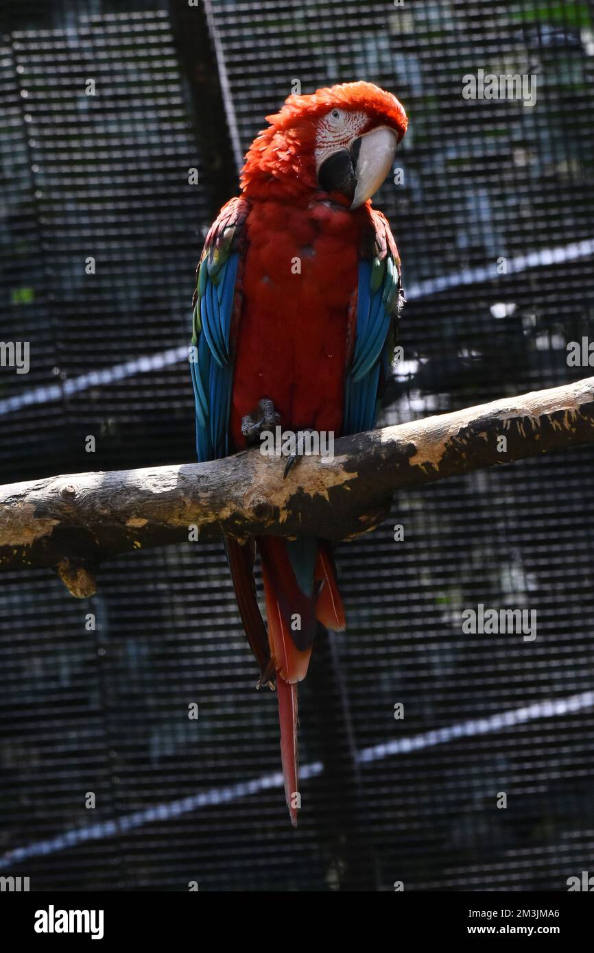 MEXICO CITY, MEXICO - AUGUST 15: A Red Macaw species seen in its ...