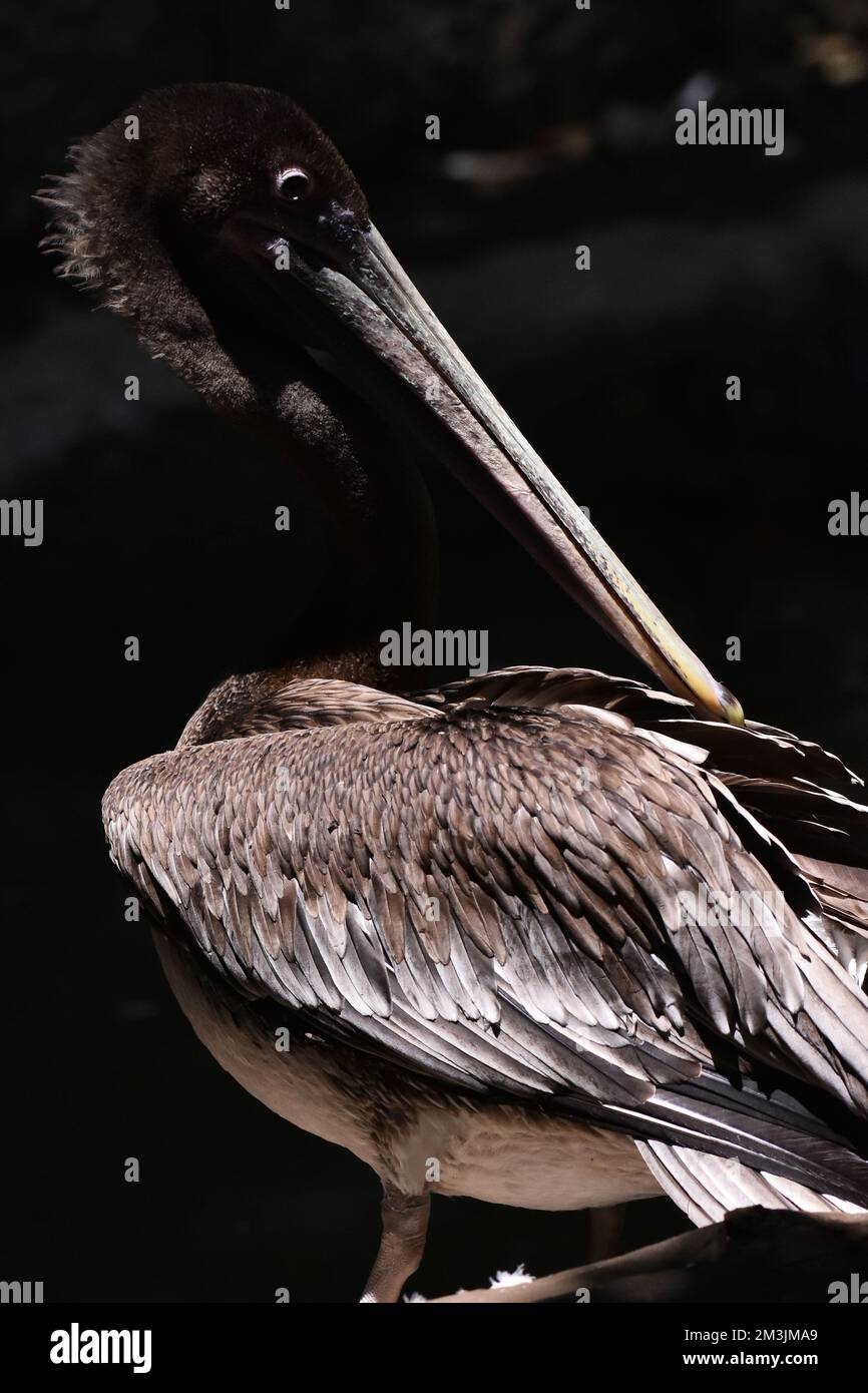 A Brown Pelican species seen in its habitat during a species ...