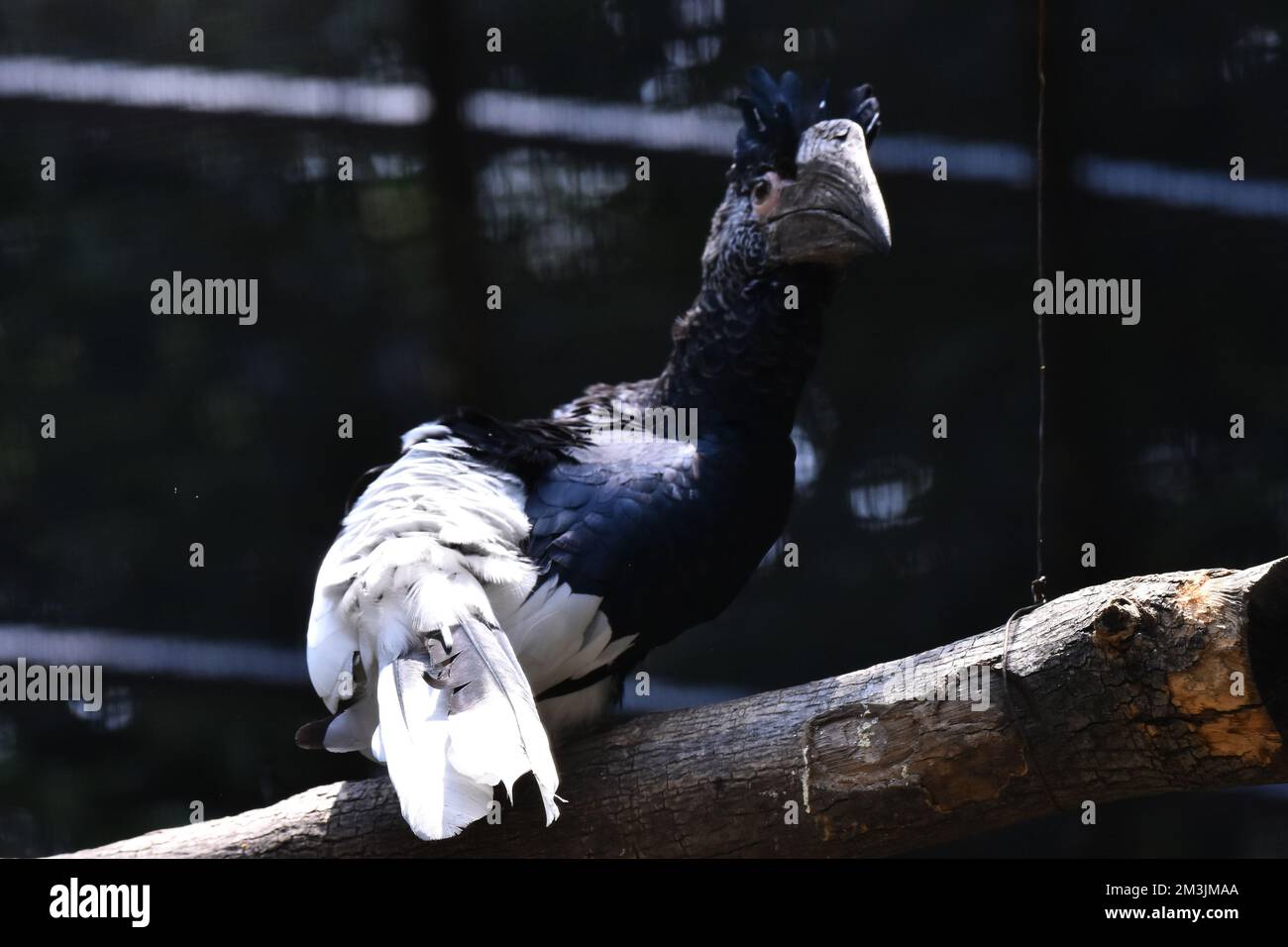 MEXICO CITY, MEXICO - AUGUST 15: A White-crested Hornbill species seen ...
