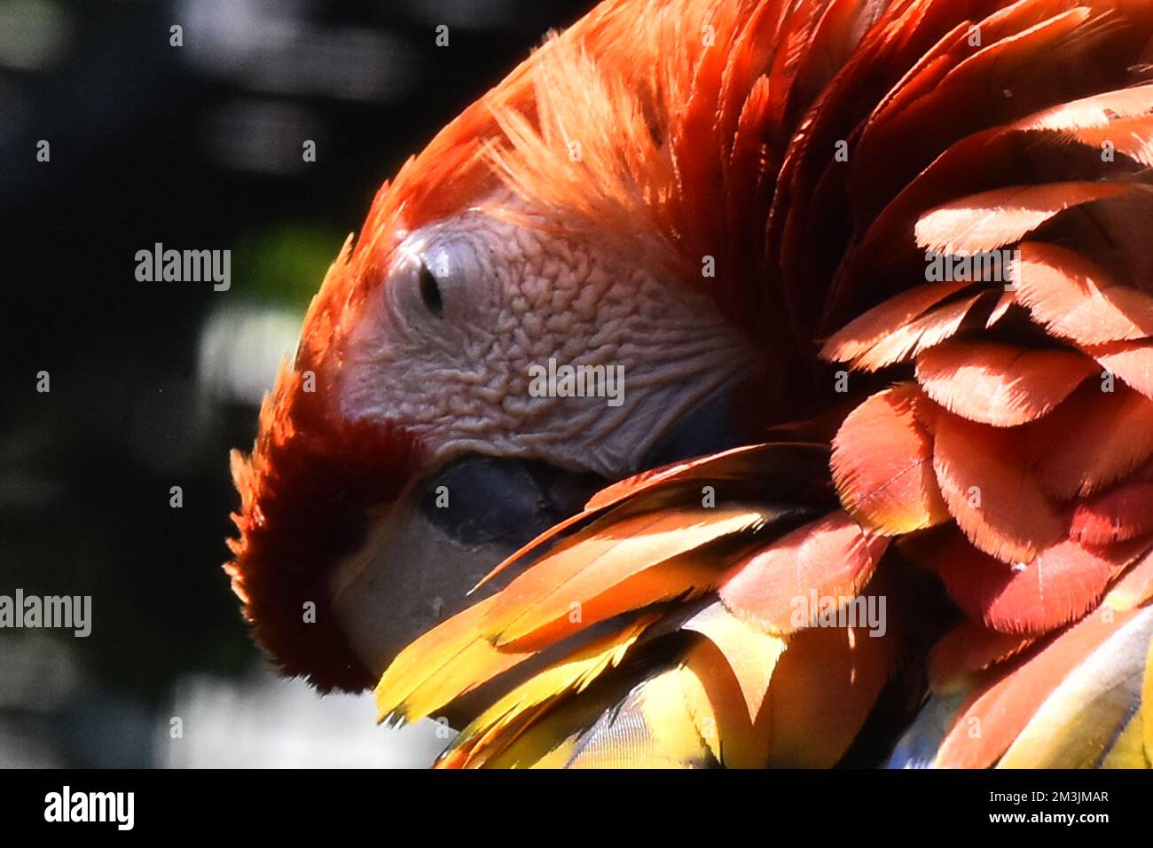 MEXICO CITY, MEXICO - AUGUST 15: A Red Macaw species seen in its ...