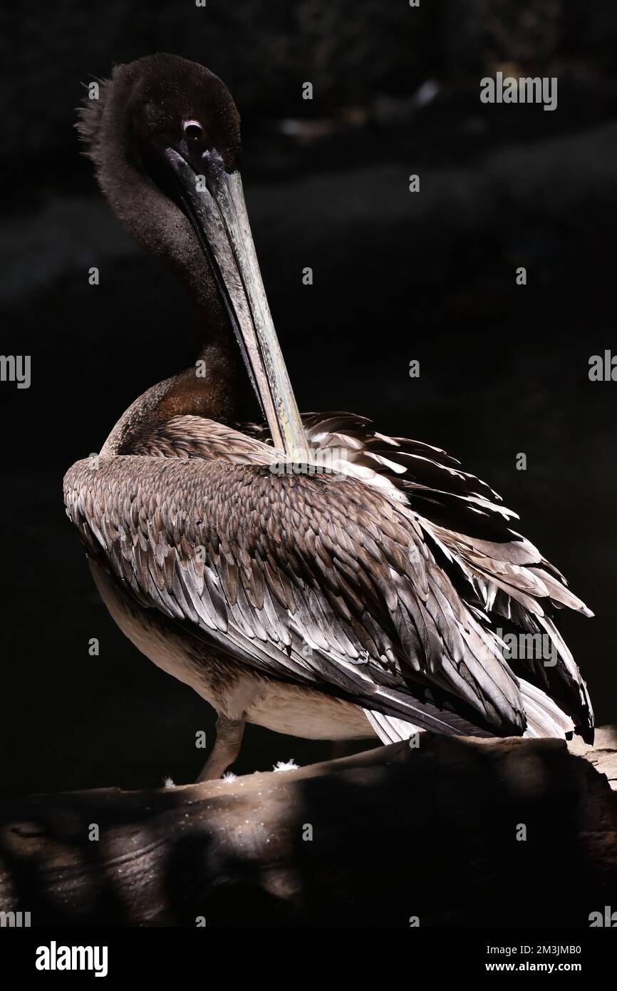 A Brown Pelican species seen in its habitat during a species ...