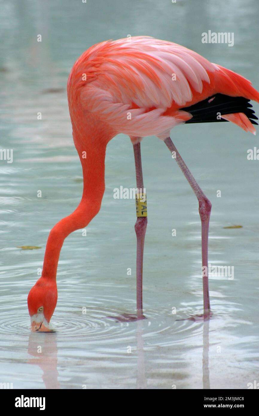 Flamingos seen in their habitat in the natural refuge 'Flamingo Farm ...