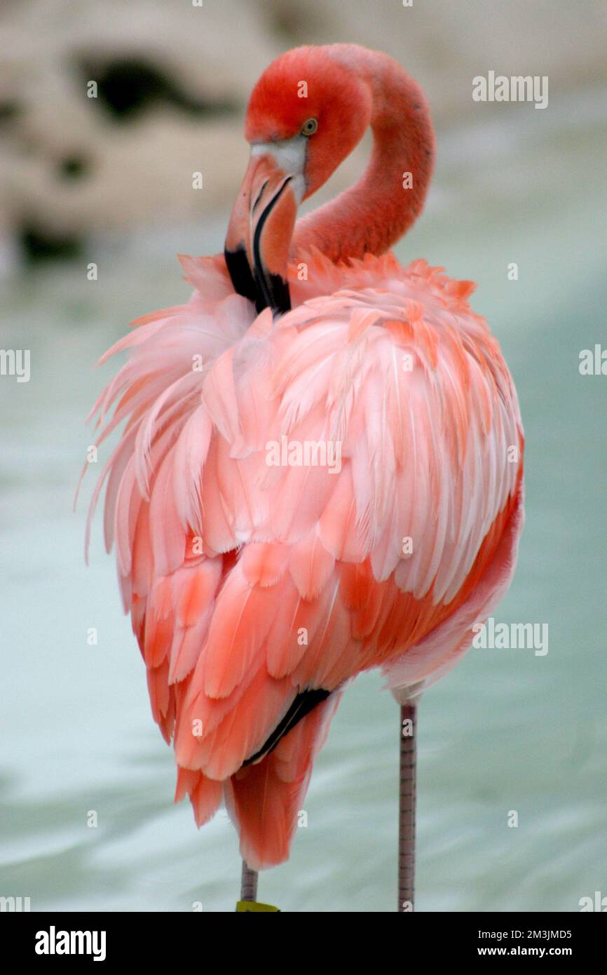 Flamingos seen in their habitat in the natural refuge 'Flamingo Farm ...