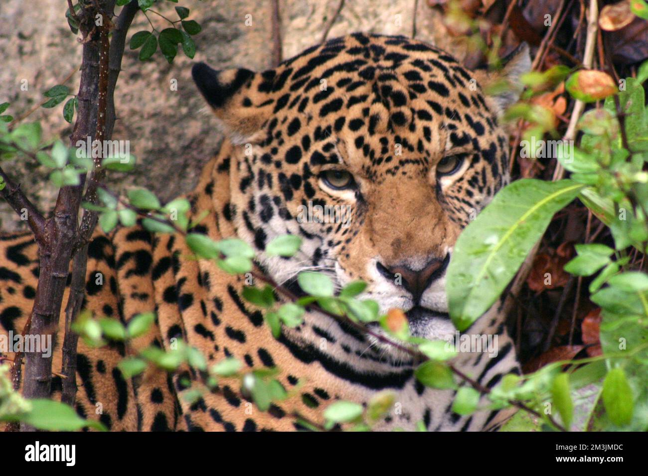 A jaguar is seen in captivity in a zoo in Xcaret. In the Mayan culture ...