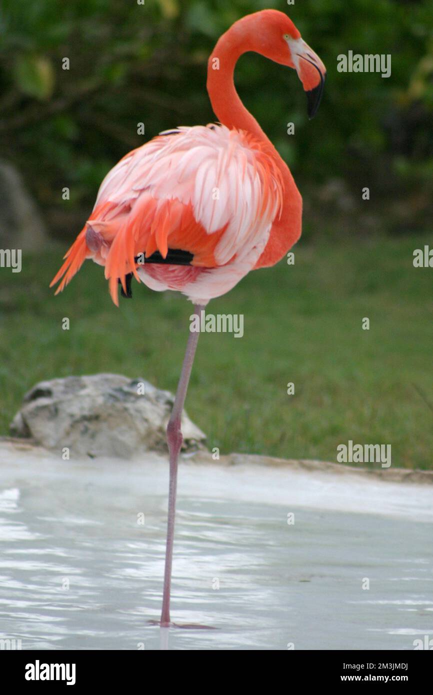 Ovipers hi-res stock photography and images - Alamy