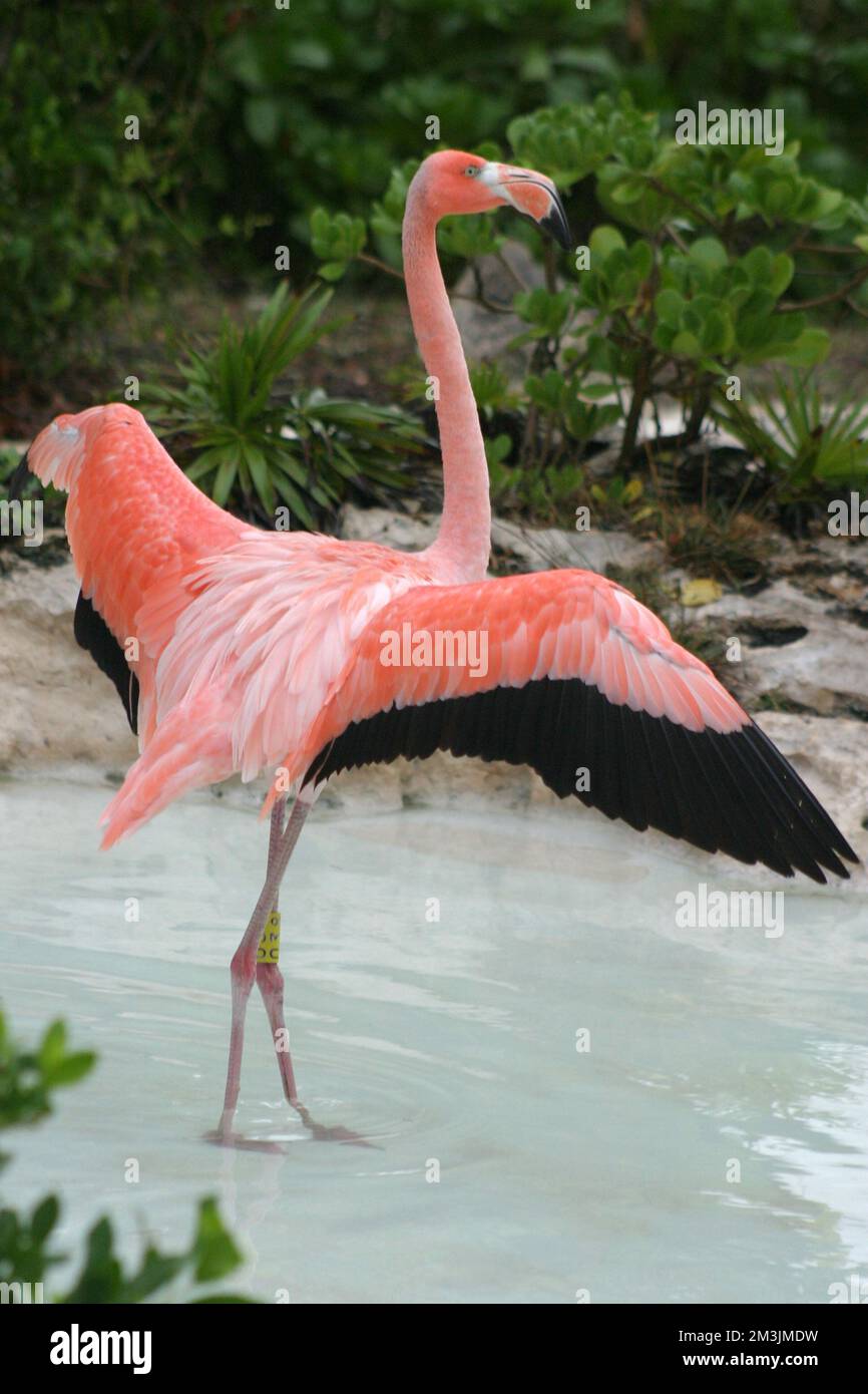 Flamingos seen in their habitat in the natural refuge 'Flamingo Farm ...