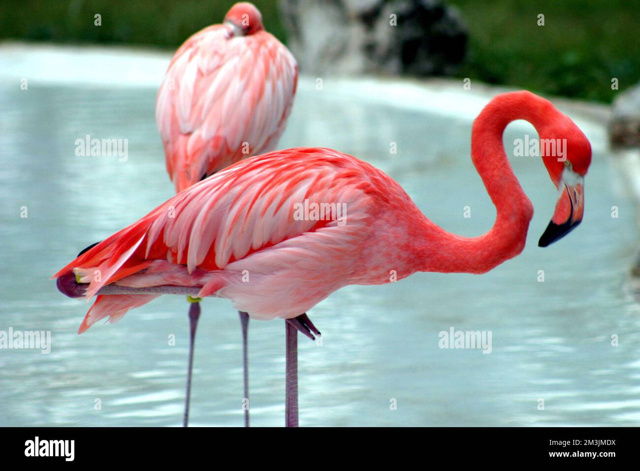 Flamingos seen in their habitat in the natural refuge 'Flamingo Farm' part of Xcaret Park Stock ...