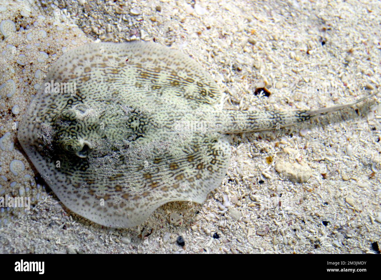 The coral reef Aquarium exhibits the biodiversity of the multicolored ...