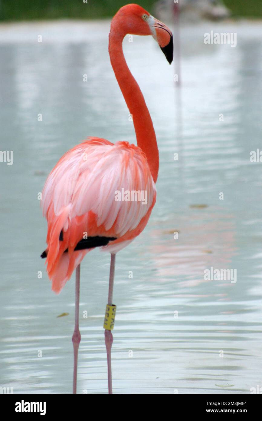 Flamingos seen in their habitat in the natural refuge 'Flamingo Farm ...