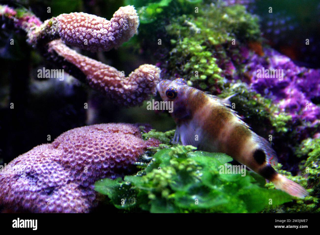 The coral reef Aquarium exhibits the biodiversity of the multicolored ...