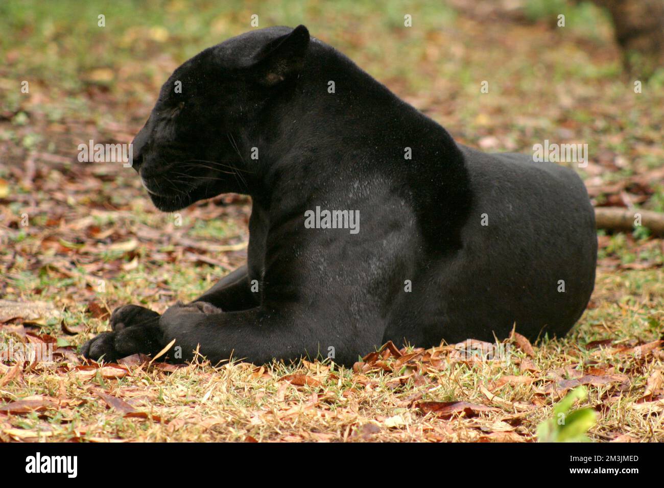 A Panter is seen in captivity in a zoo in Xcaret to conserve the ...