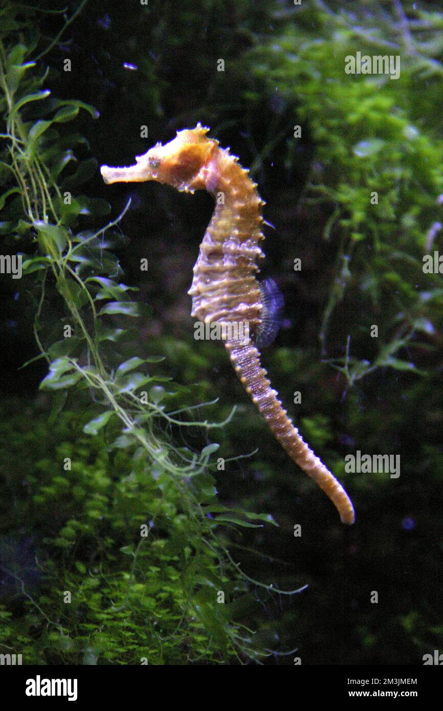 The coral reef Aquarium exhibits the biodiversity of the multicolored ...