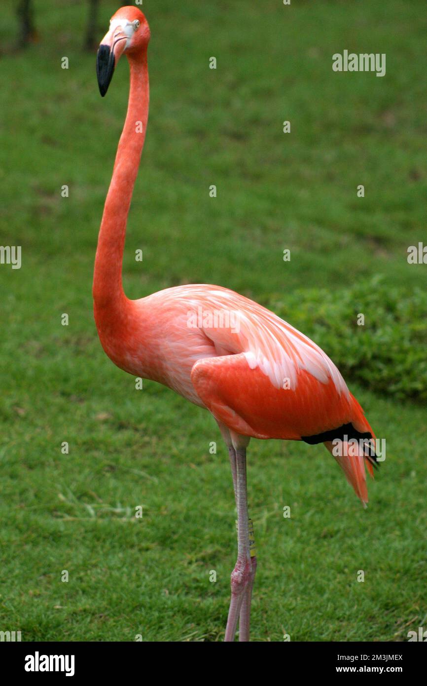 Flamingos seen in their habitat in the natural refuge 'Flamingo Farm ...