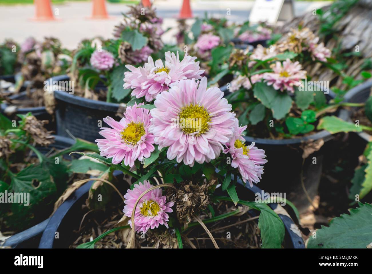 Cultivar picotee pink hi-res stock photography and images - Alamy