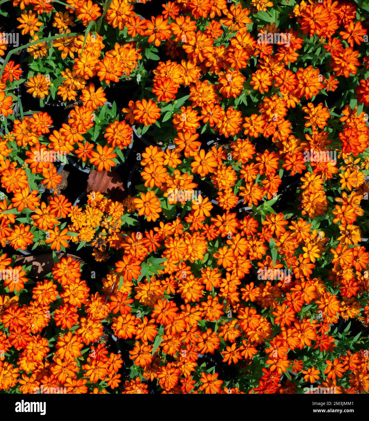 Background image of various colored flower fields Stock Photo - Alamy