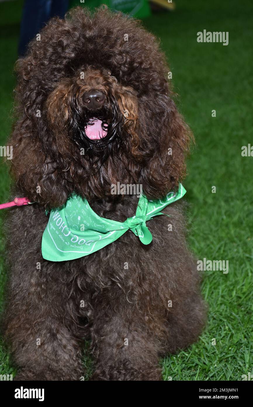 Lion Cut Dog Labradoodle