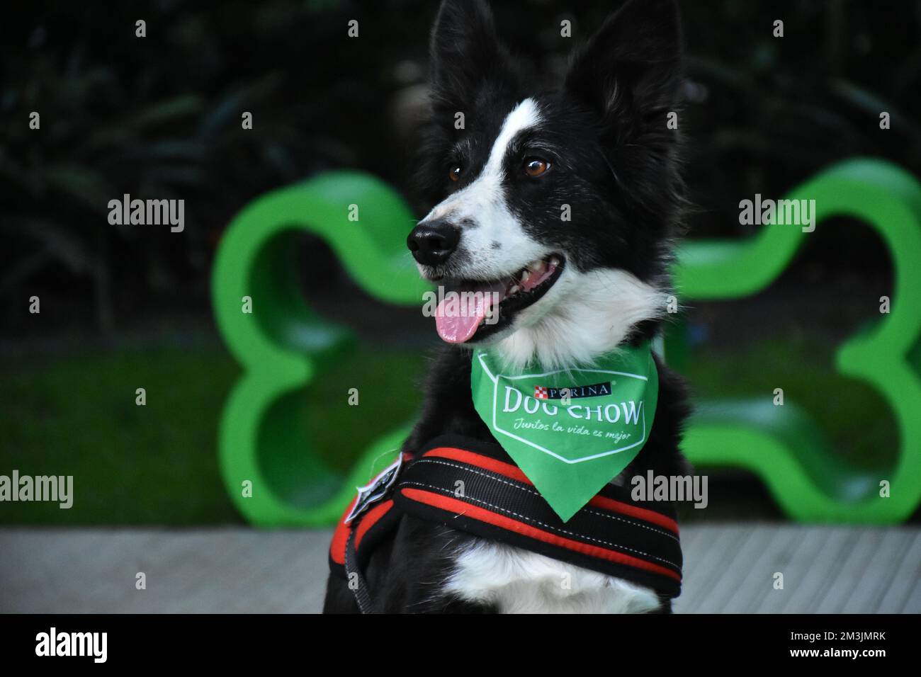 A Border Collie dog is seen in a training practice on a park in Mexico ...