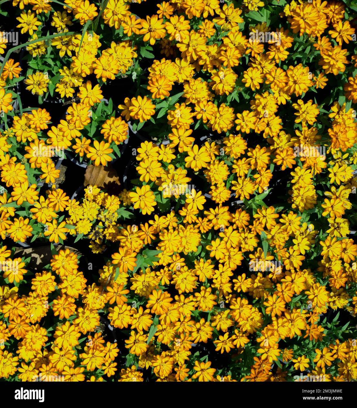 Background image of various colored flower fields Stock Photo - Alamy