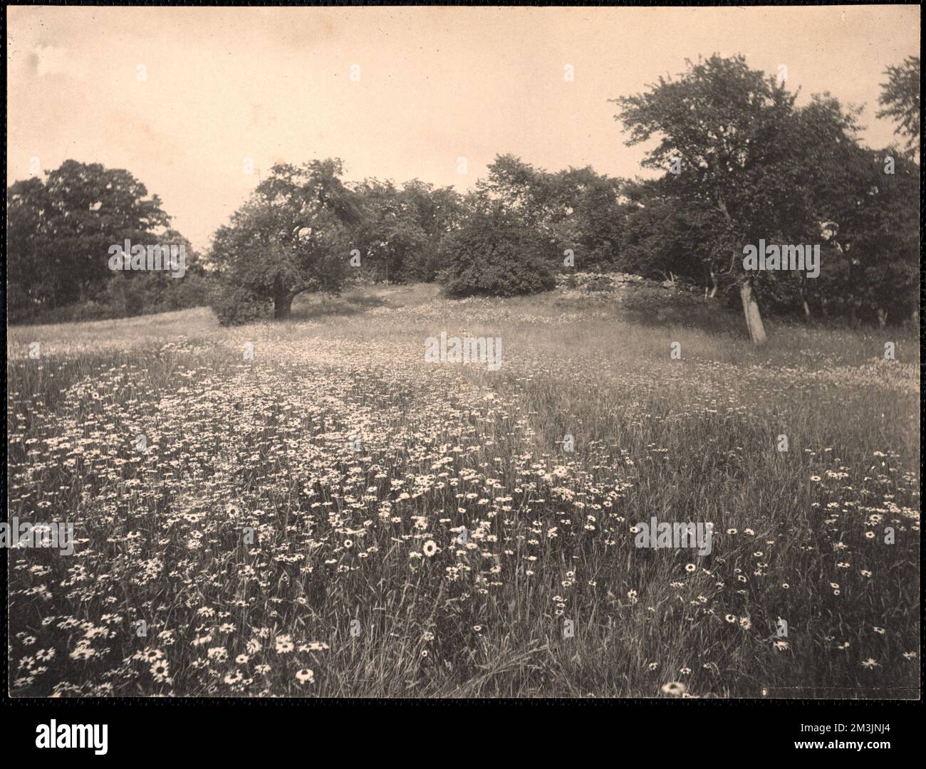 The old orchard in June , Orchards, Wildflowers. Wayland Free Public ...