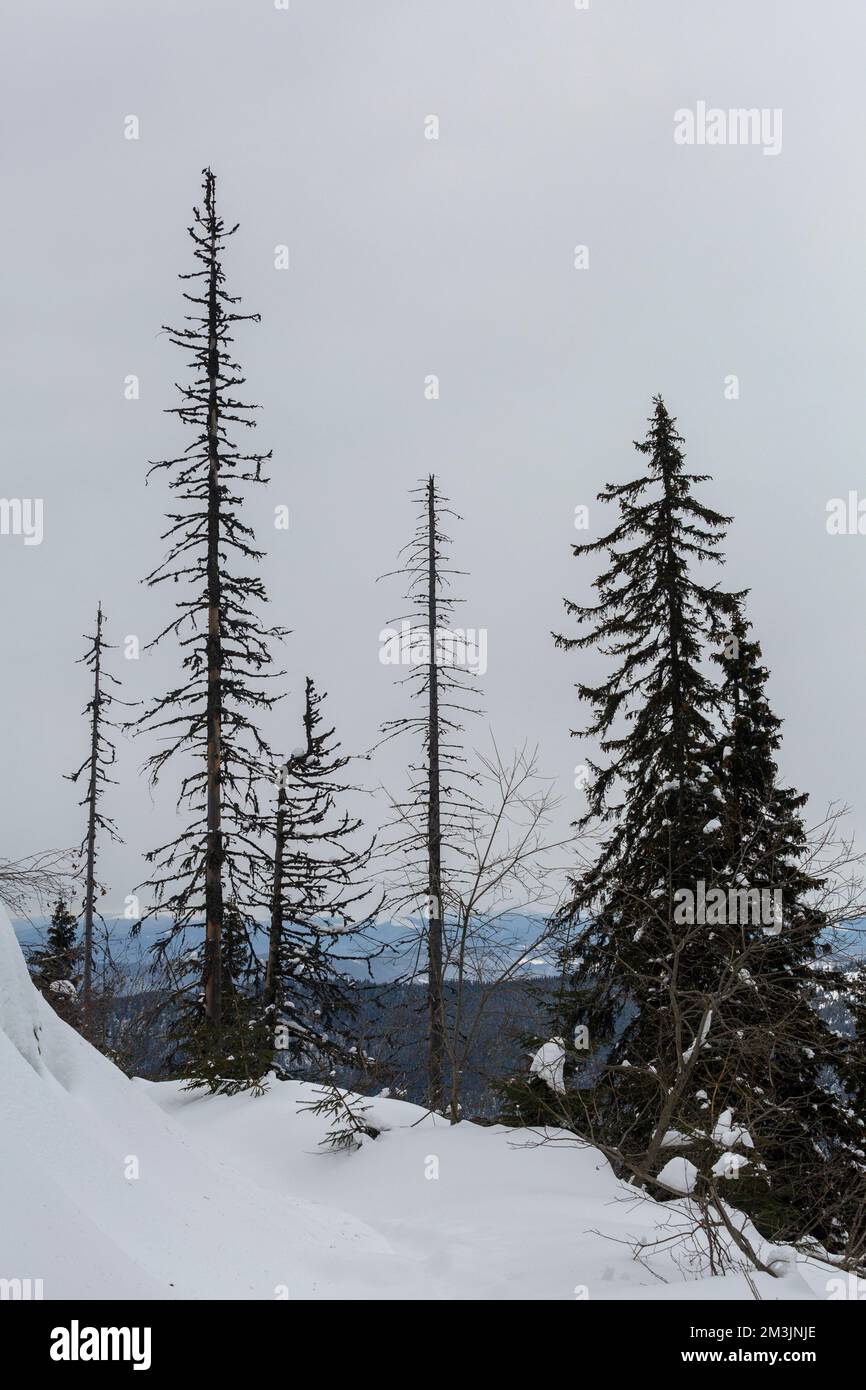 Dead coniferous trees in snow hi-res stock photography and images - Alamy