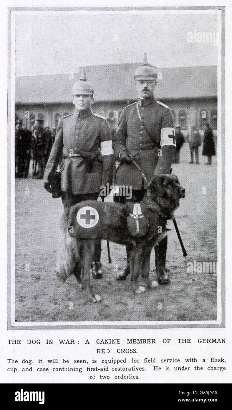 Canine member of the German Red Cross WWI Stock Photo - Alamy