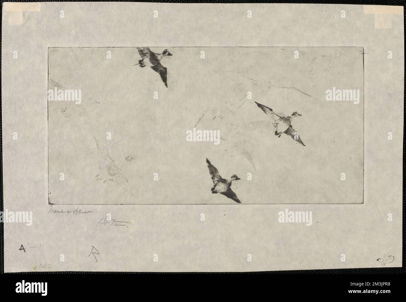 Old squaws no. 2 , Ducks, Flying, Long-tailed duck. Frank W. Benson ...