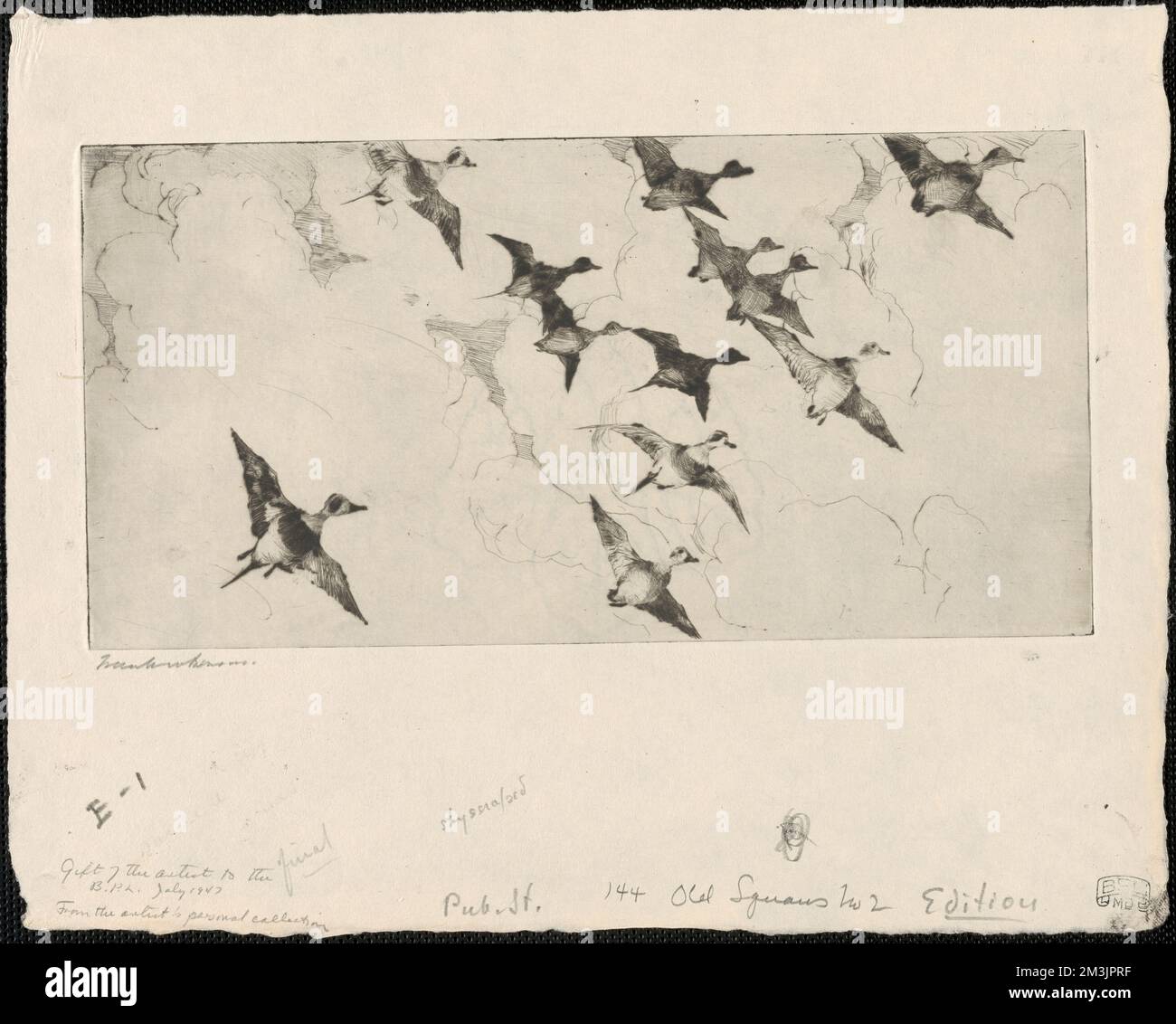 Old squaws no. 2 , Ducks, Flying, Clouds, Long-tailed duck. Frank W ...