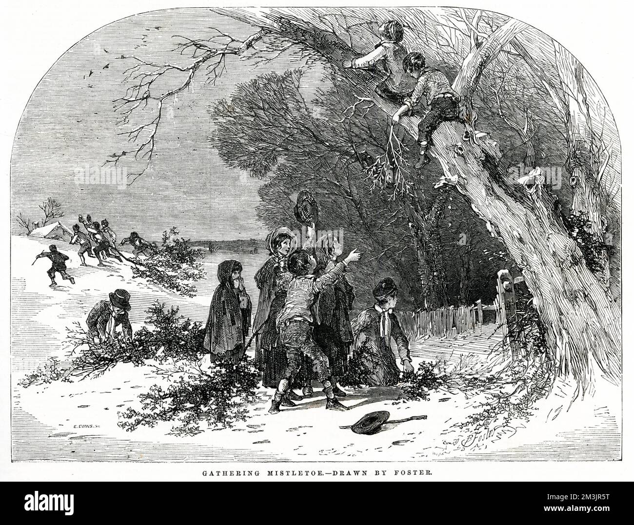 Collecting mistletoe hi-res stock photography and images - Alamy