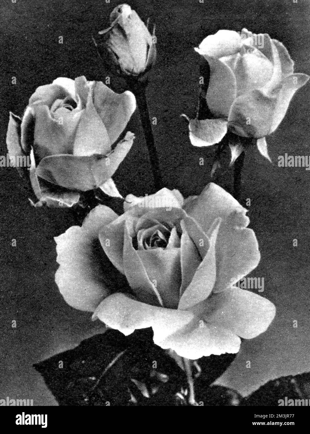 Rose queen Black and White Stock Photos & Images - Alamy