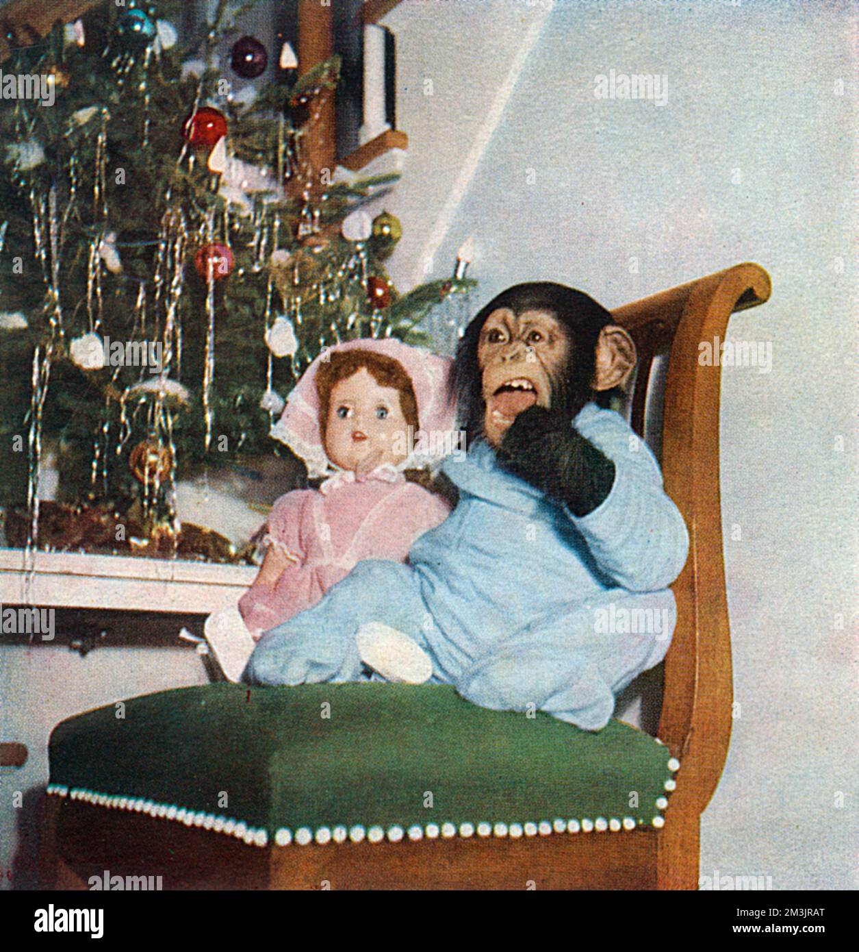 Adopted chimpanzee hi-res stock photography and images - Alamy